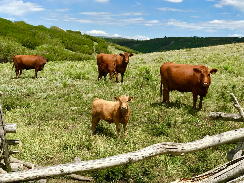 Beef Matters – Downs Ranch