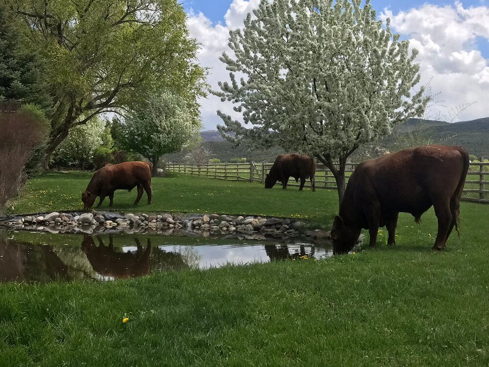 OUR STORY – Downs Ranch