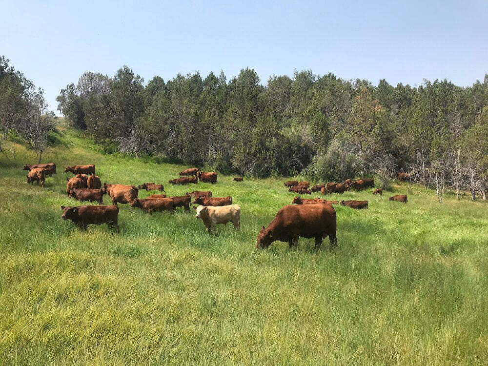 OUR STORY – Downs Ranch