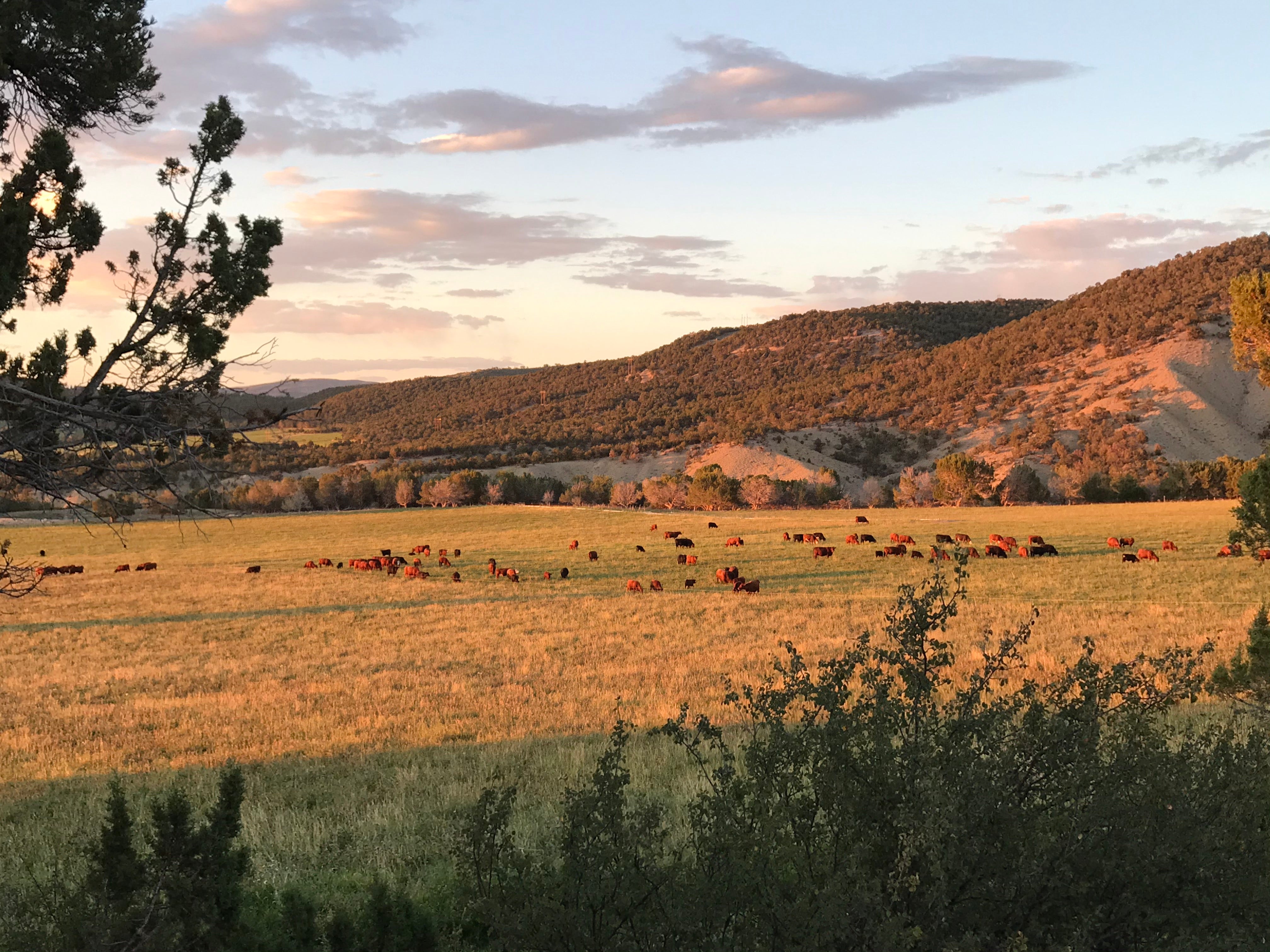 OUR STORY – Downs Ranch